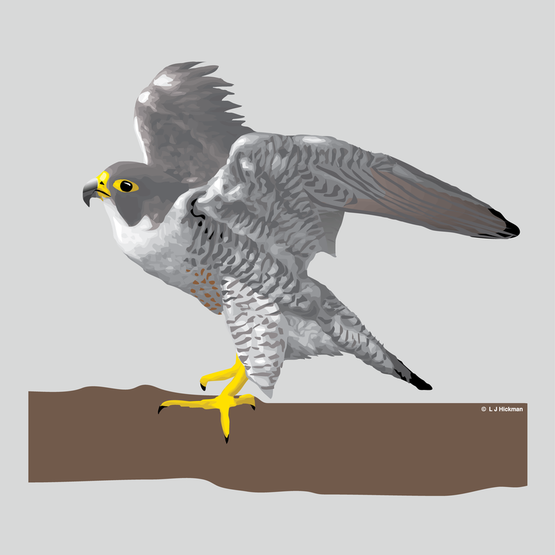 Falke Vektor Adlerkopf Vorderansicht Falke Vogel Lizenzfreier Vektor