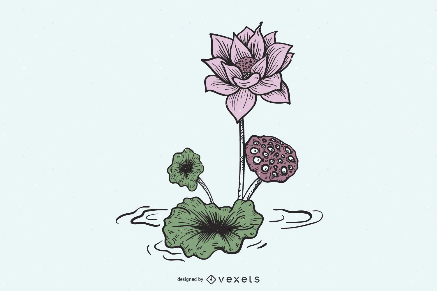 Both Classical Lotus Lotus Root Vector Vector Download