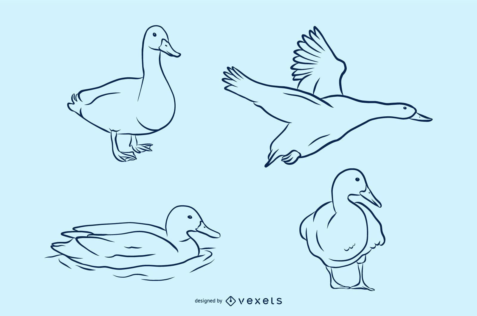 Duck Vector Illustration Set Vector Download