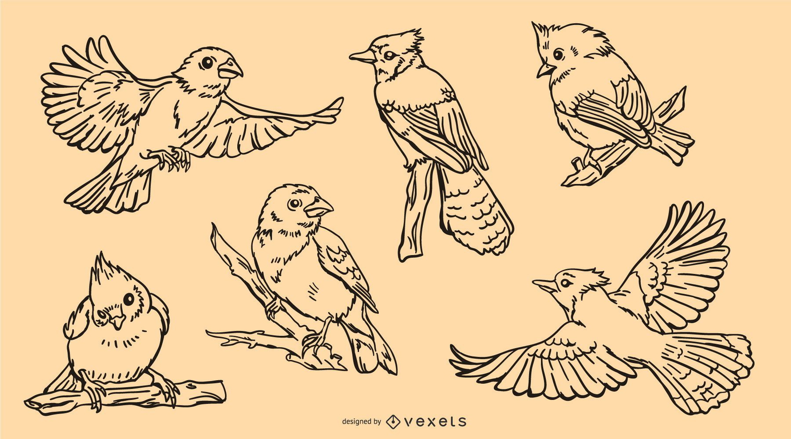Realistic Birds Stroke Pack Vector Download