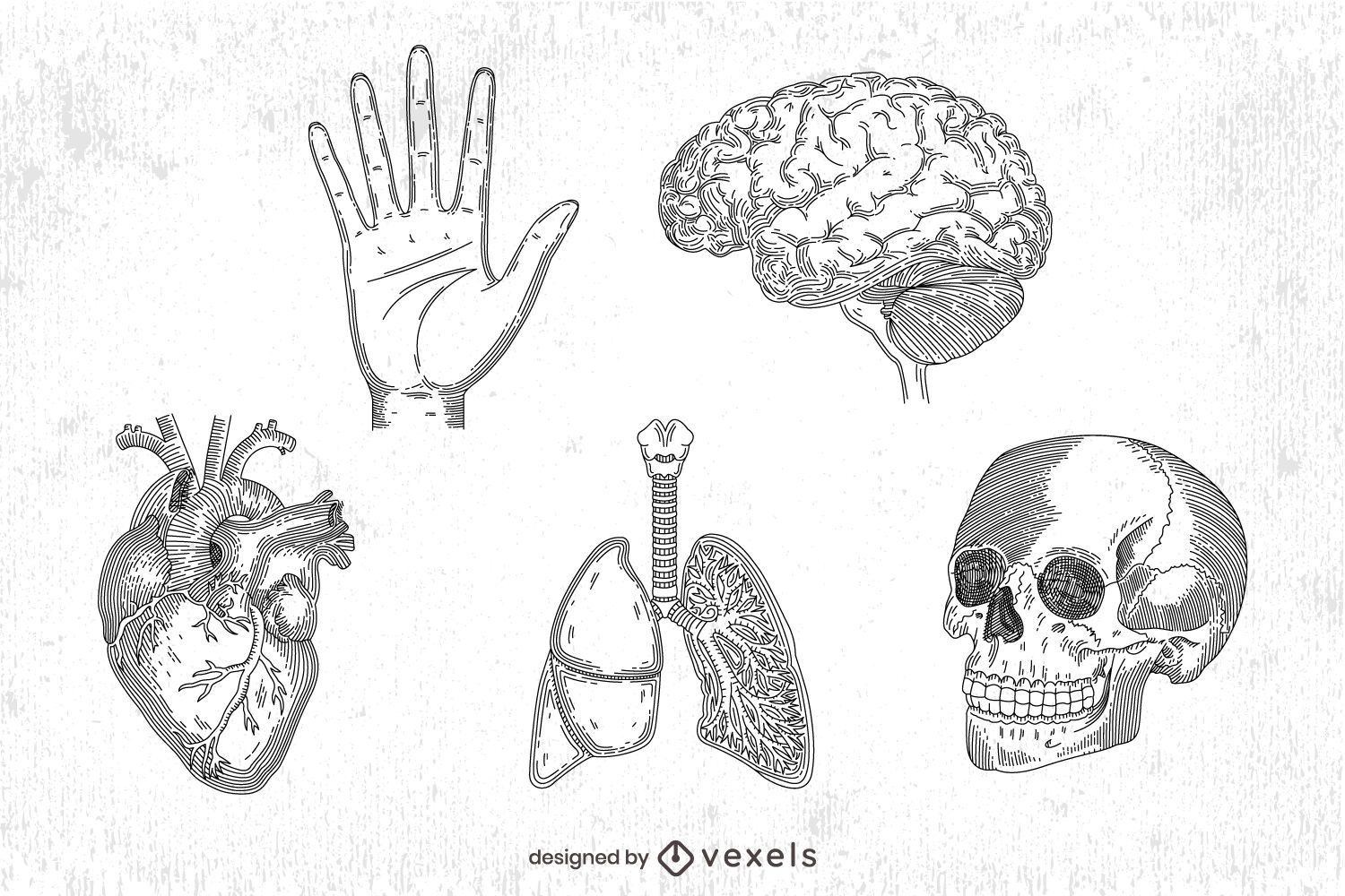 Hand Drawn Human Anatomy Set Vector Download
