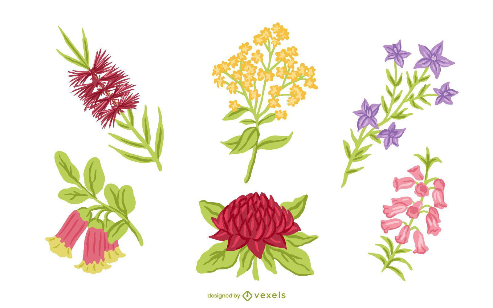 Australian Native Flower Set Design Vector Download