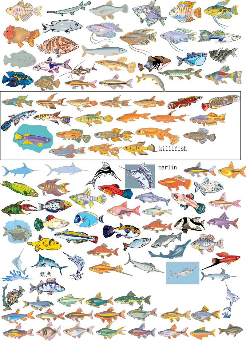 Descarga Vector De Variedad De Vectores De Peces