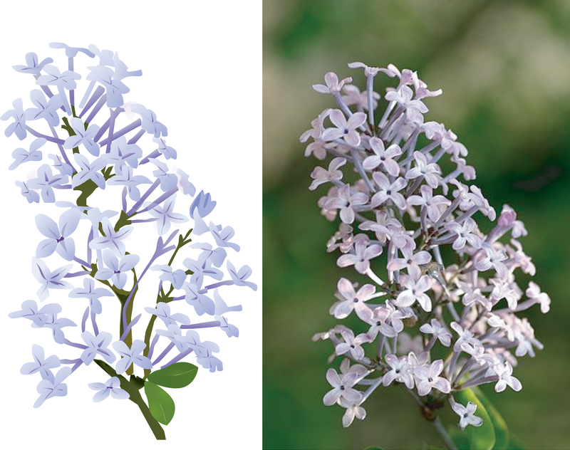 Descarga Vector De Dibujo Propio Del Vector Lila