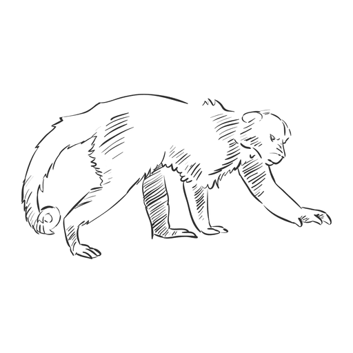 Hand drawn monkey - Transparent PNG & SVG vector file