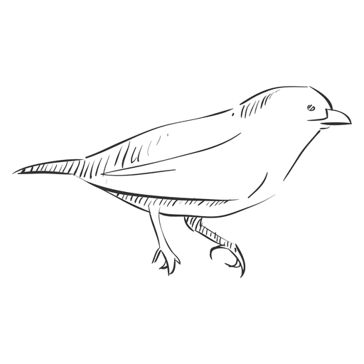 Hand drawn thrush bird - Transparent PNG & SVG vector file