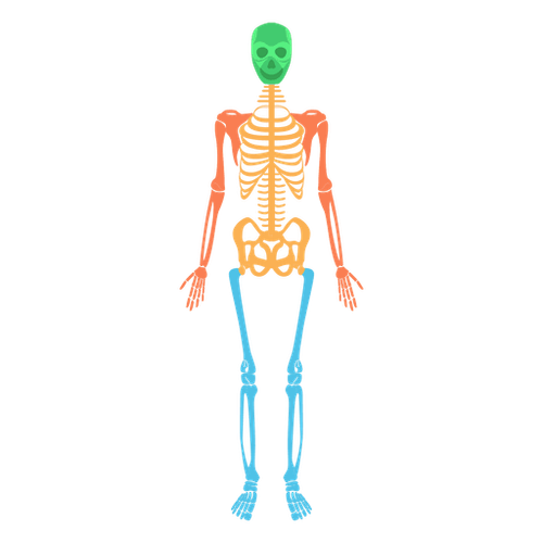 The Bones Of The Human Body Los Huesos Del Cuerpo Humano Nombres En