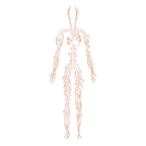 Health circulatory system blood - Transparent PNG & SVG vector file