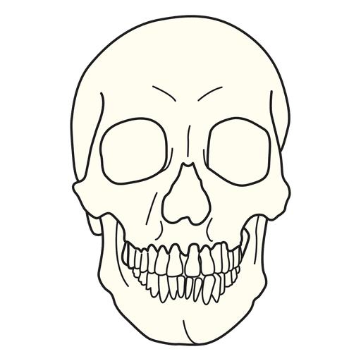 Skull medical illustration - Transparent PNG & SVG vector file