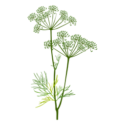 Dill Herb Illustration PNG & SVG Design For T-Shirts