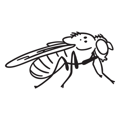 Mosca dibujo simple - Descargar PNG/SVG transparente