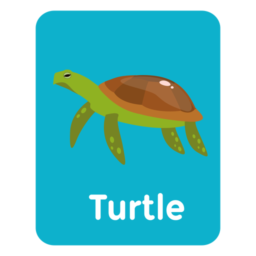 Turtle vocabulary flashcard - Transparent PNG & SVG vector file