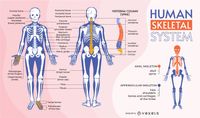 Human Skeletal System Infographic Template Vector Download