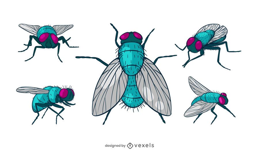 Pacote Colorido De Design De Mosca Comum - Baixar Vector