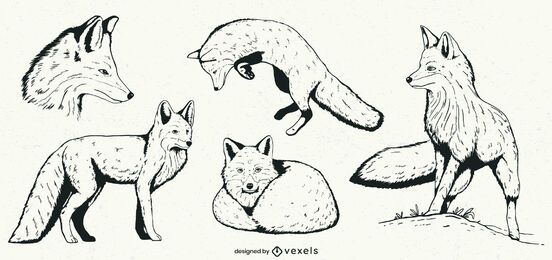 Hand Drawn Fox Illustration Set Vector Download