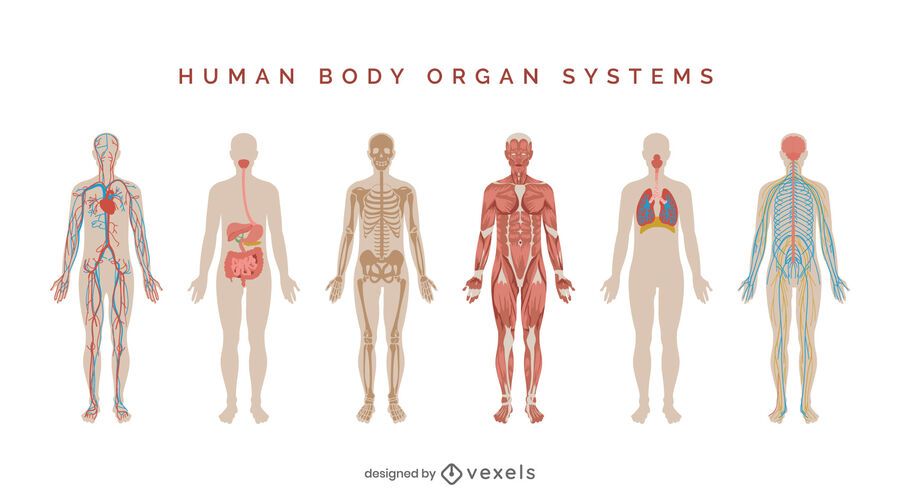 Conjunto De Ilustração De Sistemas Do Corpo Humano - Baixar Vector