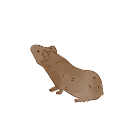 Skinny Guinea Pig Color Stroke PNG & SVG Design For T-Shirts