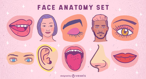 Face Anatomy Illustrations Set Vector Download