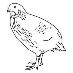 Detailed Quail PNG & SVG Design For T-Shirts