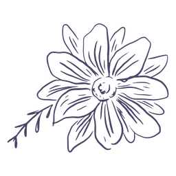 Hand Drawn Daisy Flower PNG & SVG Design For T-Shirts