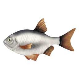 Silver Fish PNG & SVG Design For T-Shirts