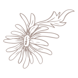 Daisy Drawing PNG & SVG Design For T-Shirts